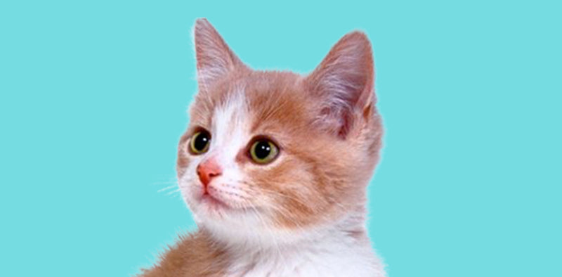 Deciphering your cat’s language – Wize Whiskers